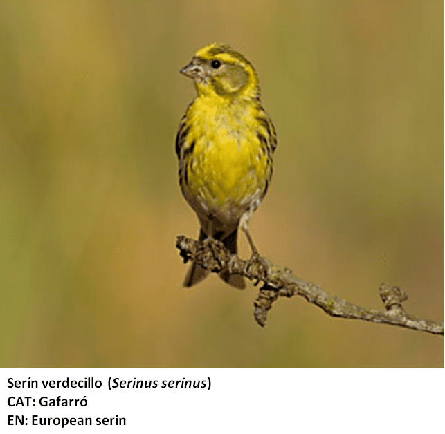 Ten birds you can see regularly from our rooftop terraces - Les Voltes